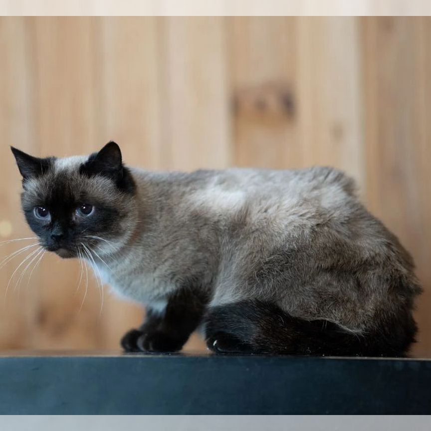 Сиамская, взрослая кошка