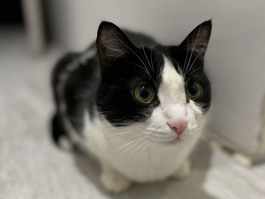 Кошки в добрые руки бесплатно