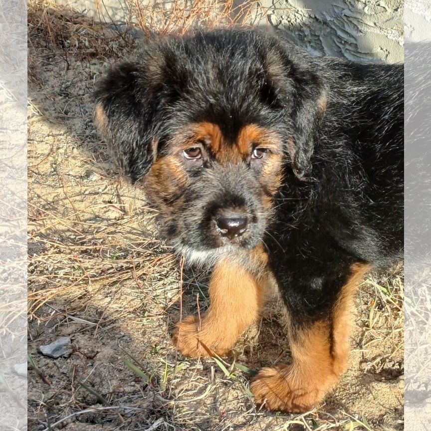 Тибетский мастиф, щенок