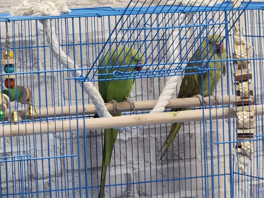 Ожереловый попугай