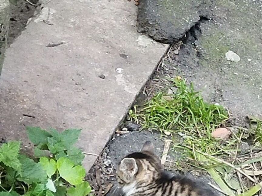 Котятки на улице 1,5 мес