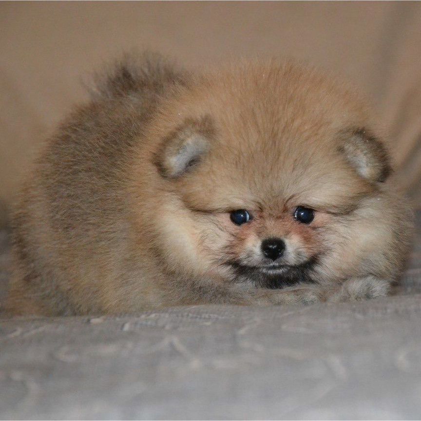Померанский шпиц мини рыжий мальчик мишки