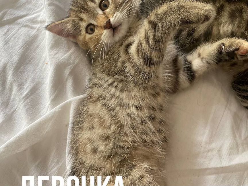 Кошки в добрые руки бесплатно