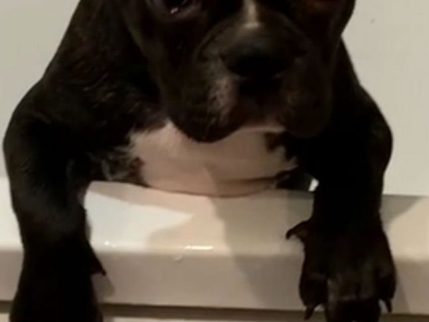 Французский бульдог