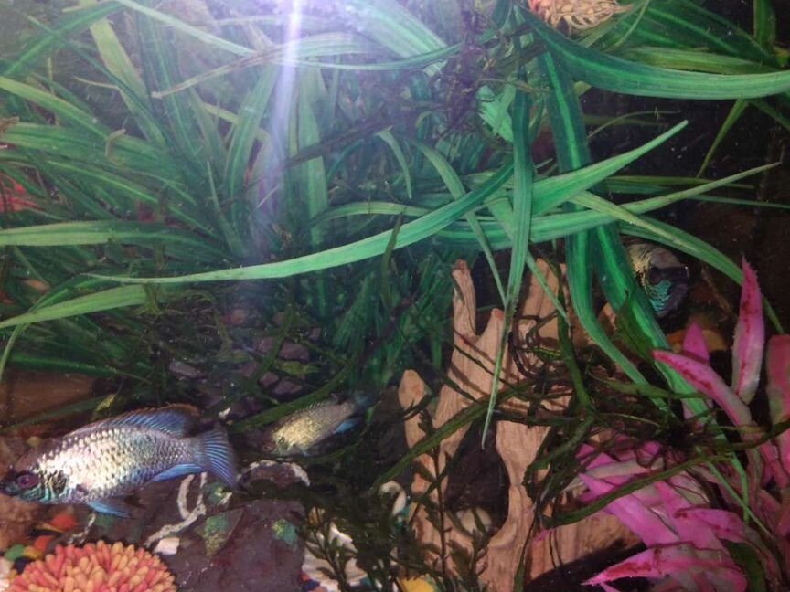 Аквариумные рыбки.наннокара neon