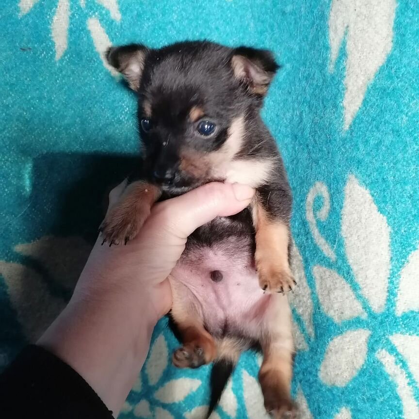 Мини той-терьер