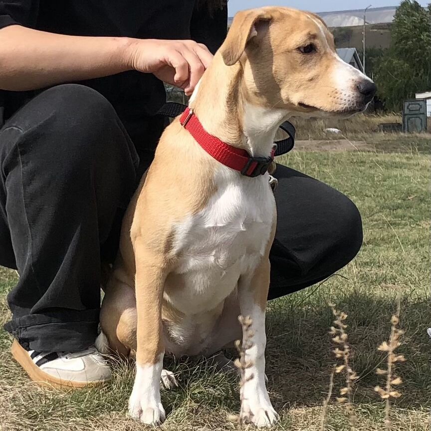 Щенок стаффа,бесплатно,в добрые руки