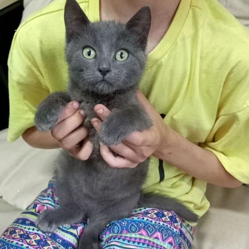 Котёнок в добрые руки