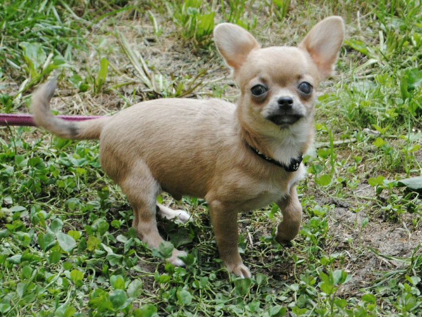 Щенки чихуа. Мальчик на фото