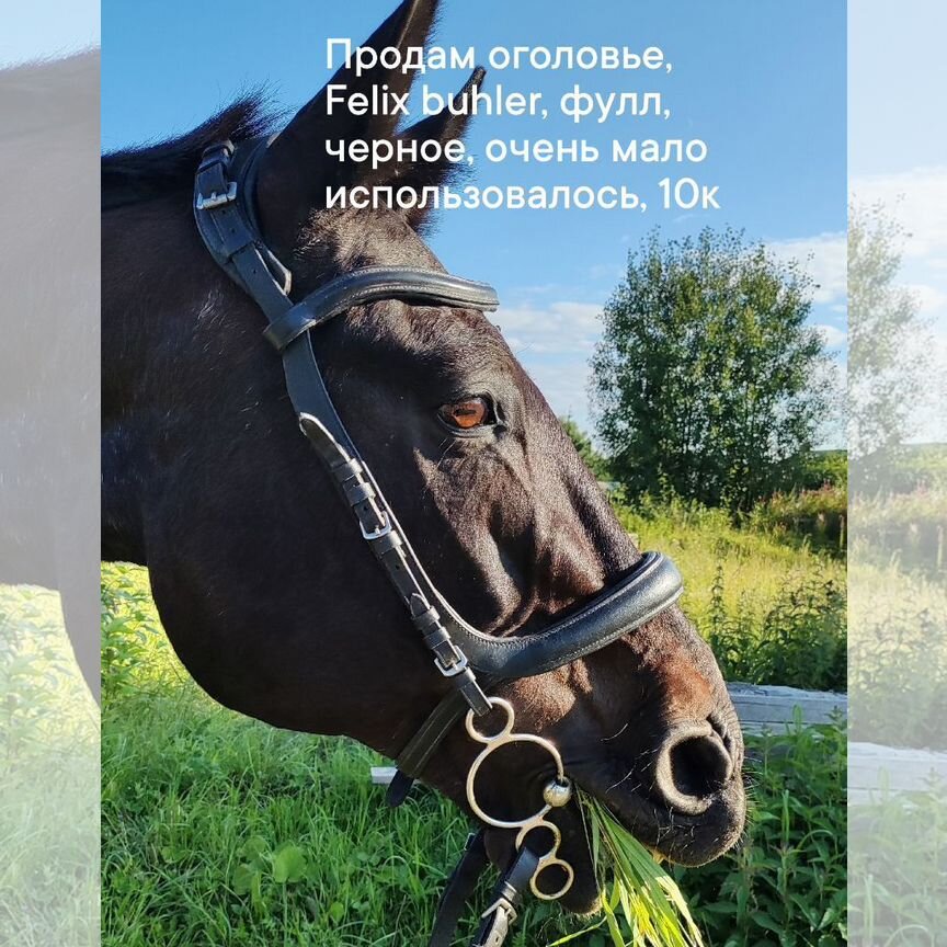 Анатомическое оголовье Felix buhler