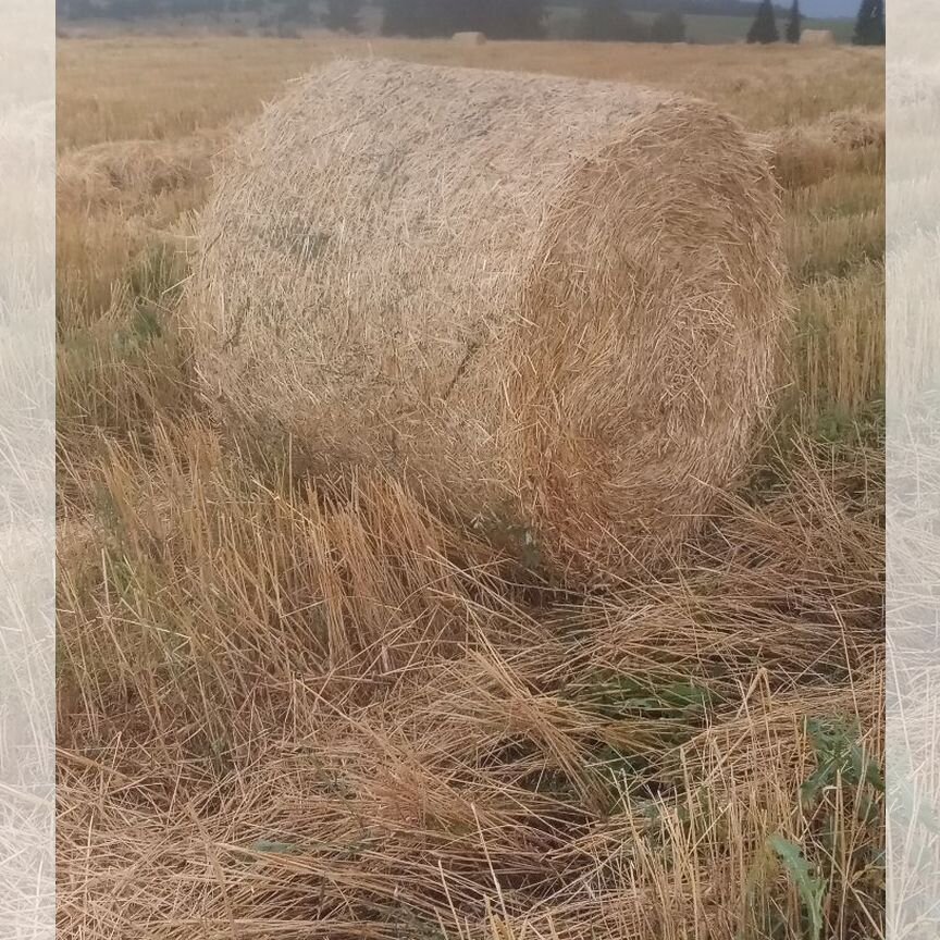 Солома в рулонах