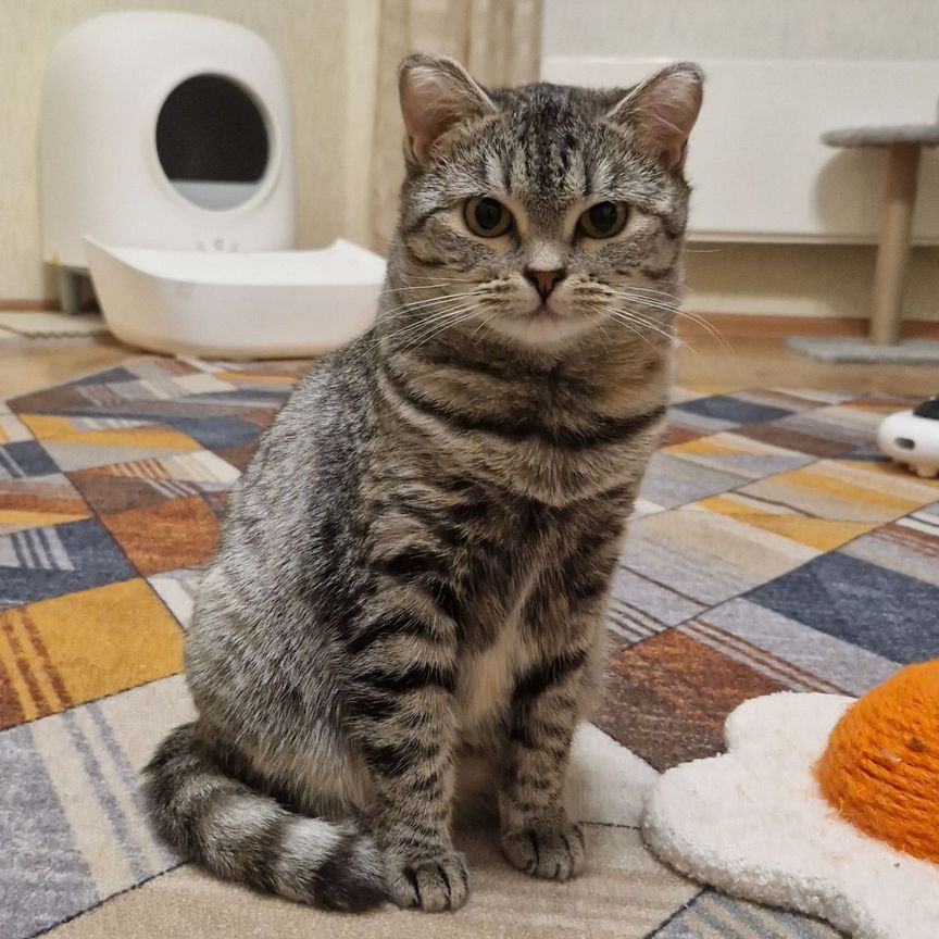 Кошки