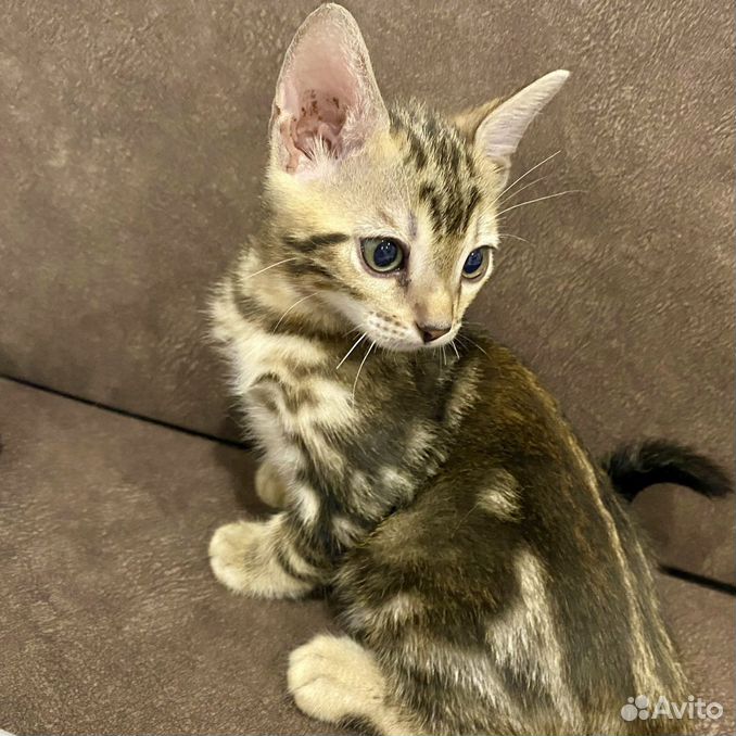 Малыш бенгал мрамор графит