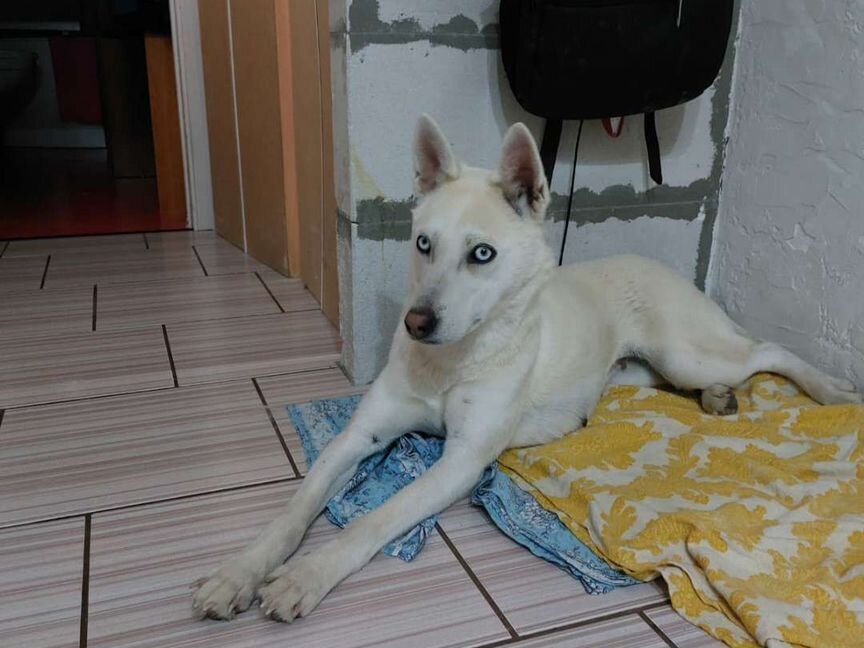 Лайка (помесь)