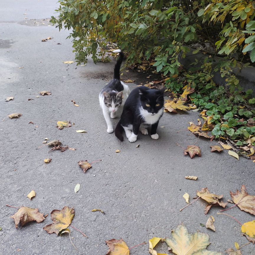 Котенок в добрые руки