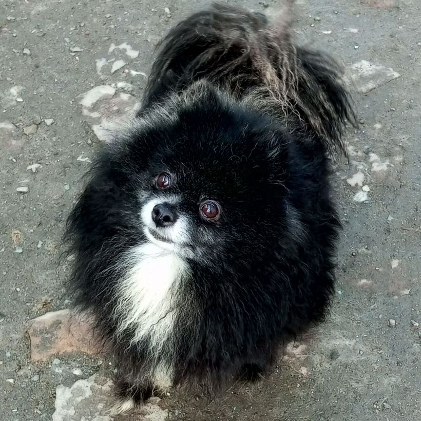 Померанский шпиц, взрослая собака