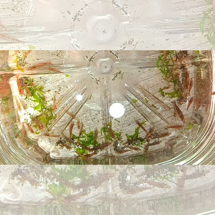 Креветки, отбраковка вишен