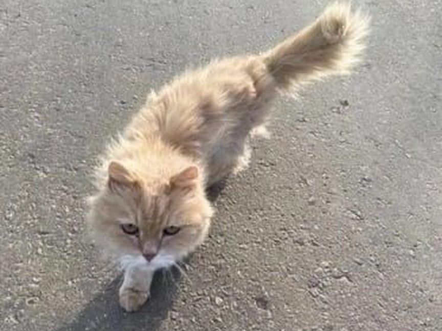 Весь в колтунах. Нужна передержка, дом для кота