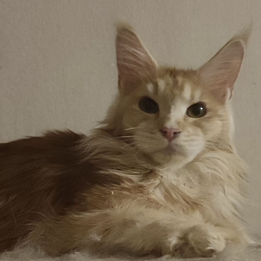 Мейн-кун котёнок