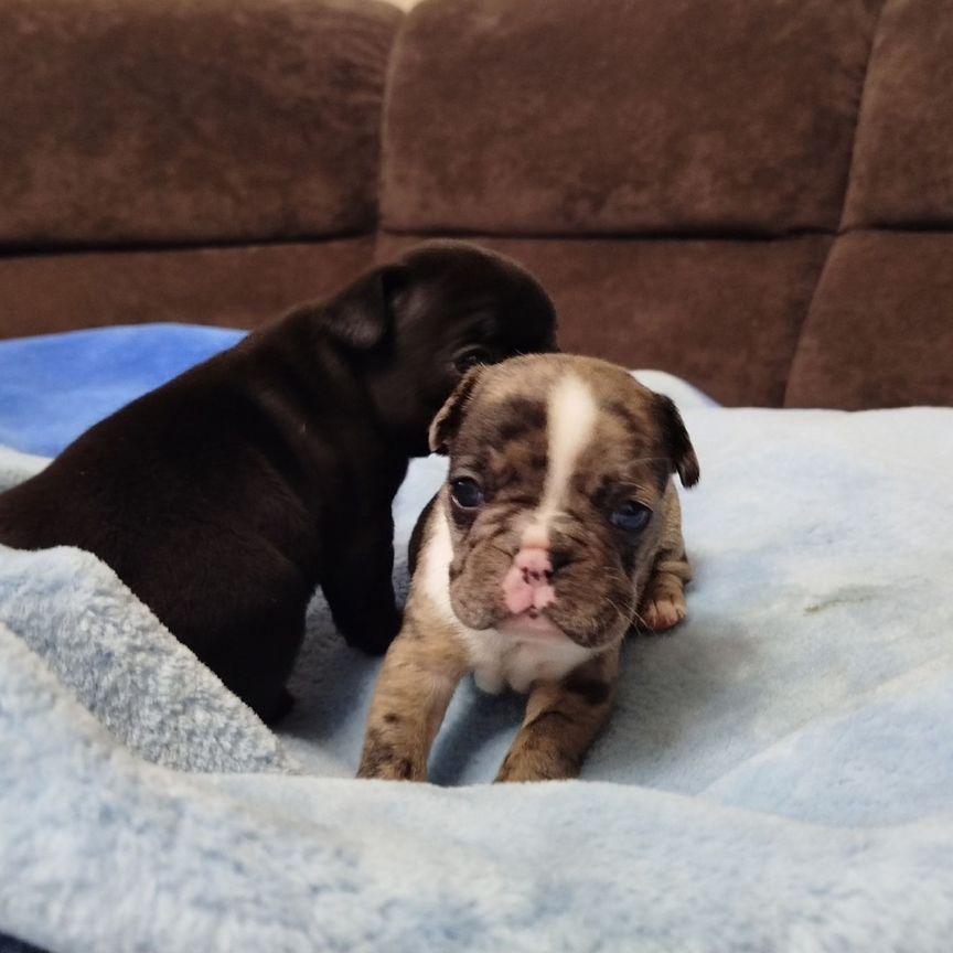 Французский бульдог, щенок