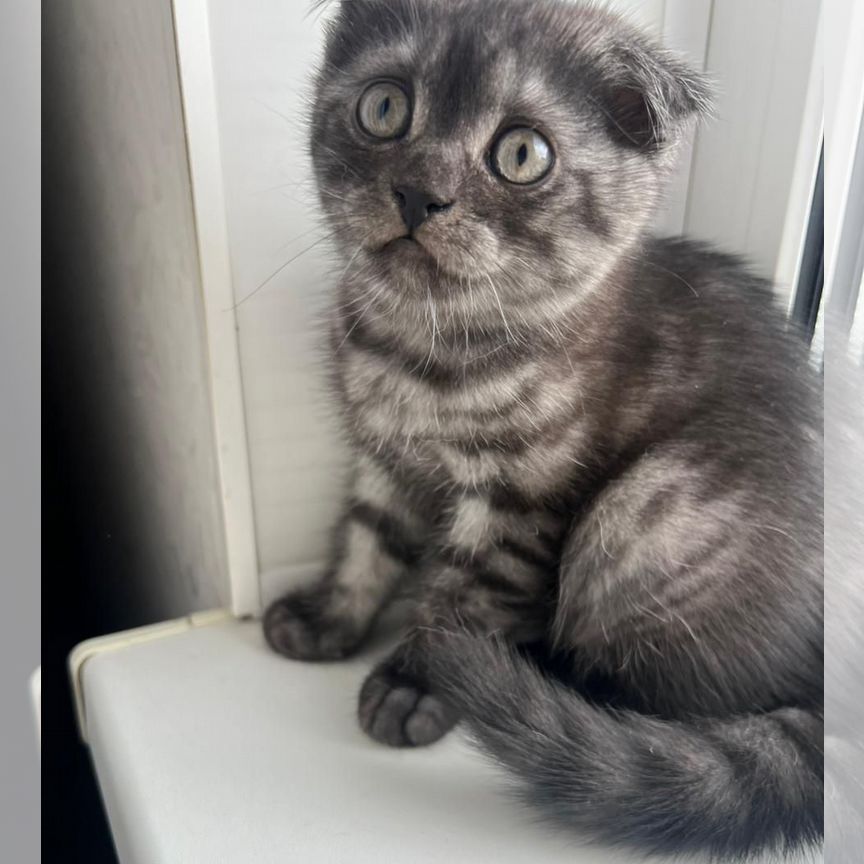 Котенок
