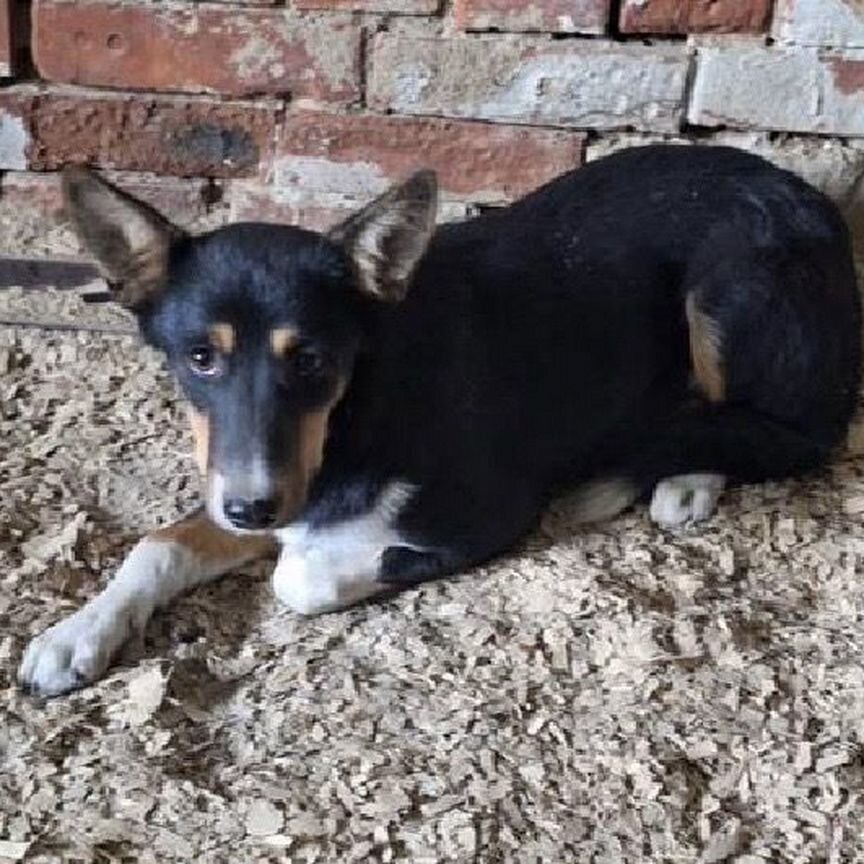 Взрослая собака в добрые руки