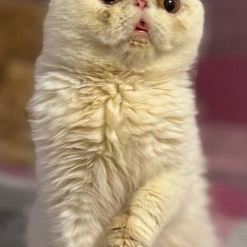Экзотическая кошка ищет дом