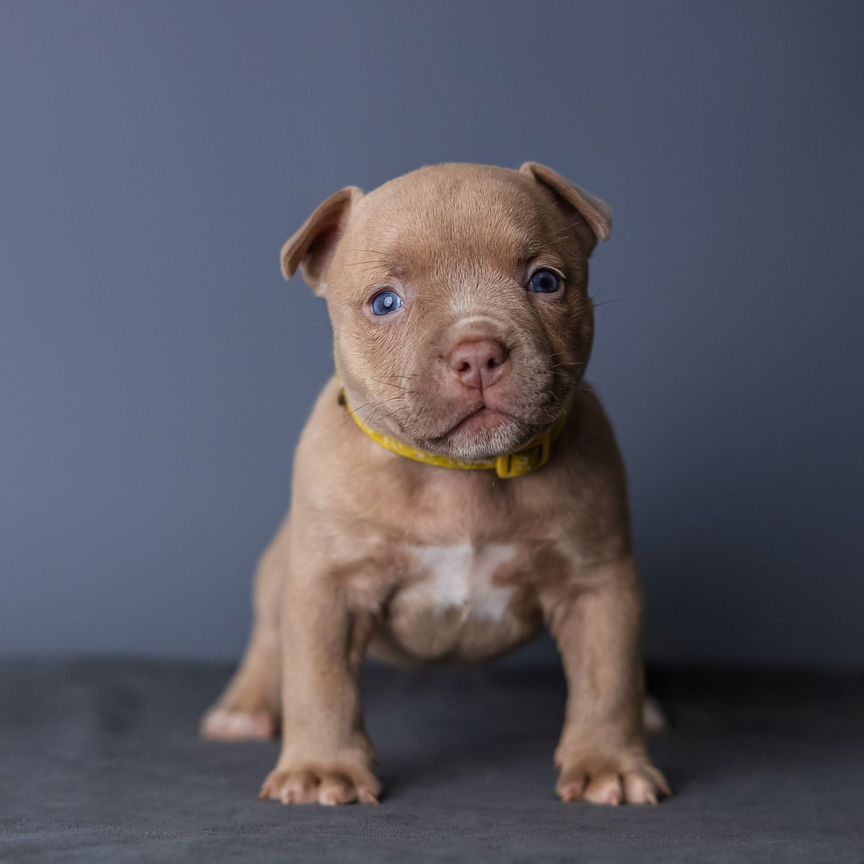 Американский булли девочка