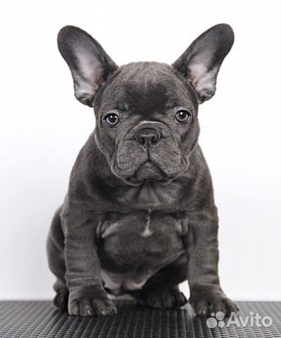 Голубая девочка француз с документами