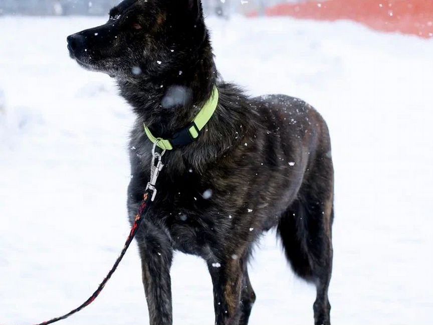 Собака