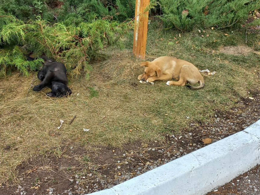 Собака в добрые руки щенок