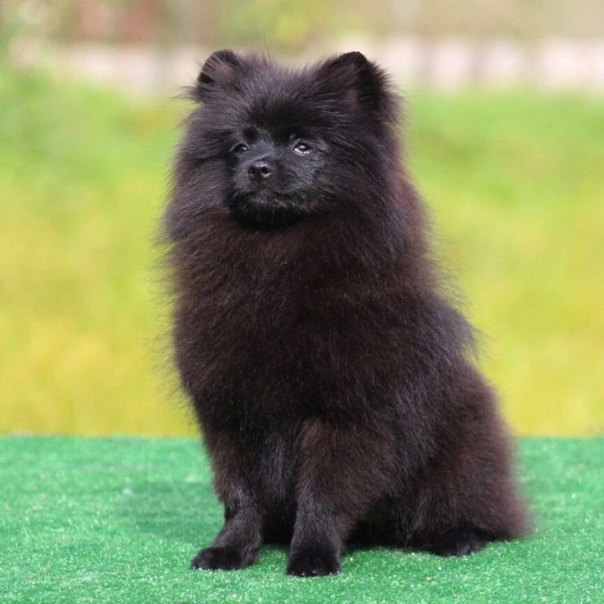 Шпиц мальчик черный