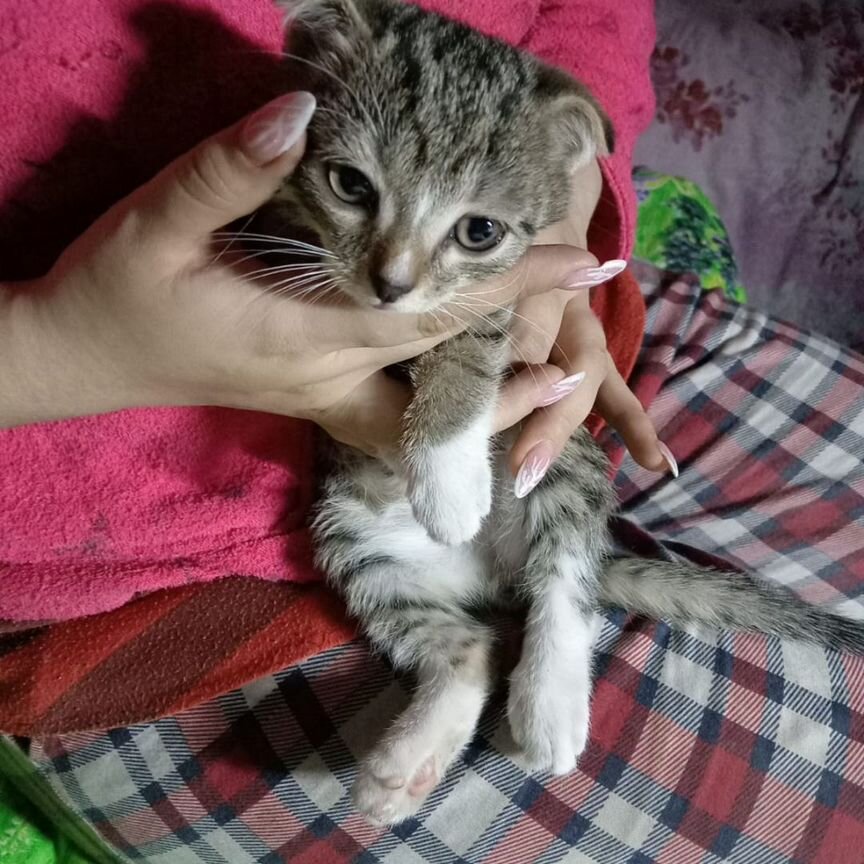 Европейская вислоухая, европейский со стоячими