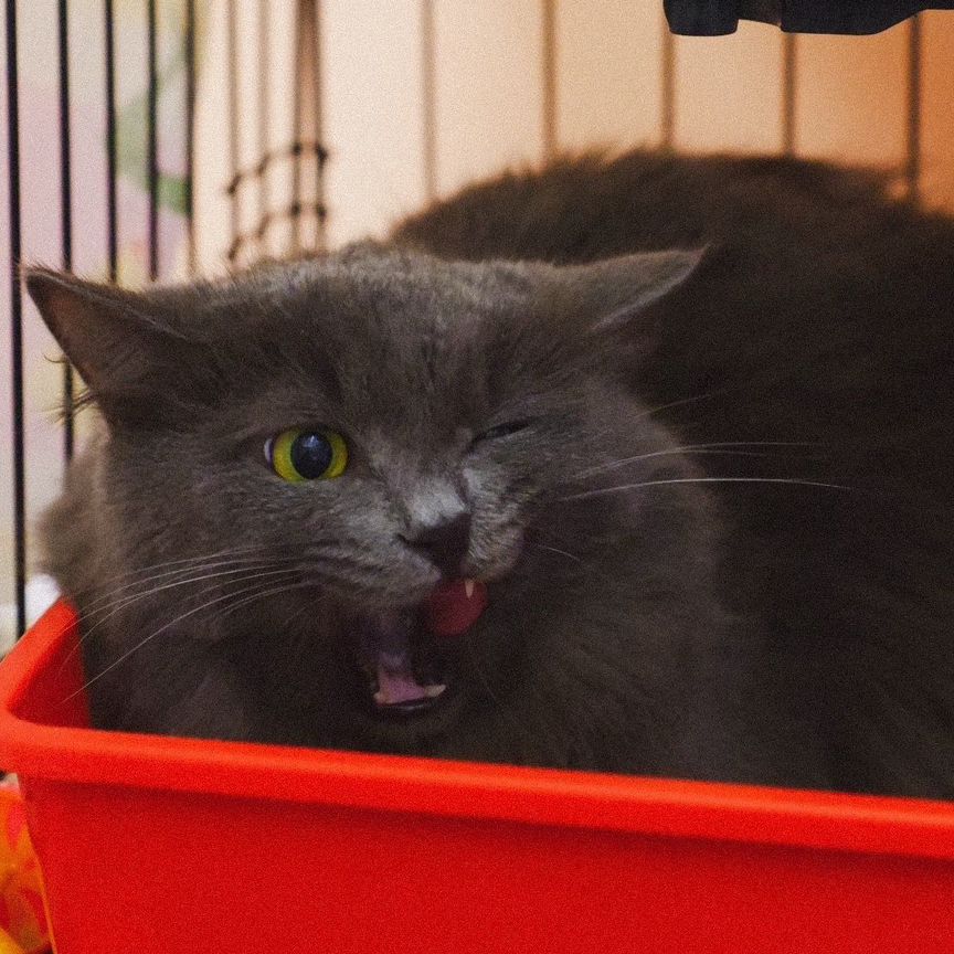 Британская длинношёрстная, взрослая кошка