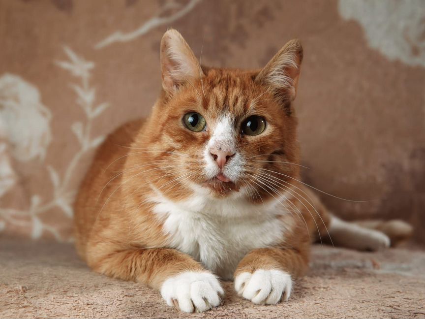 Котик Чехов в добрые руки