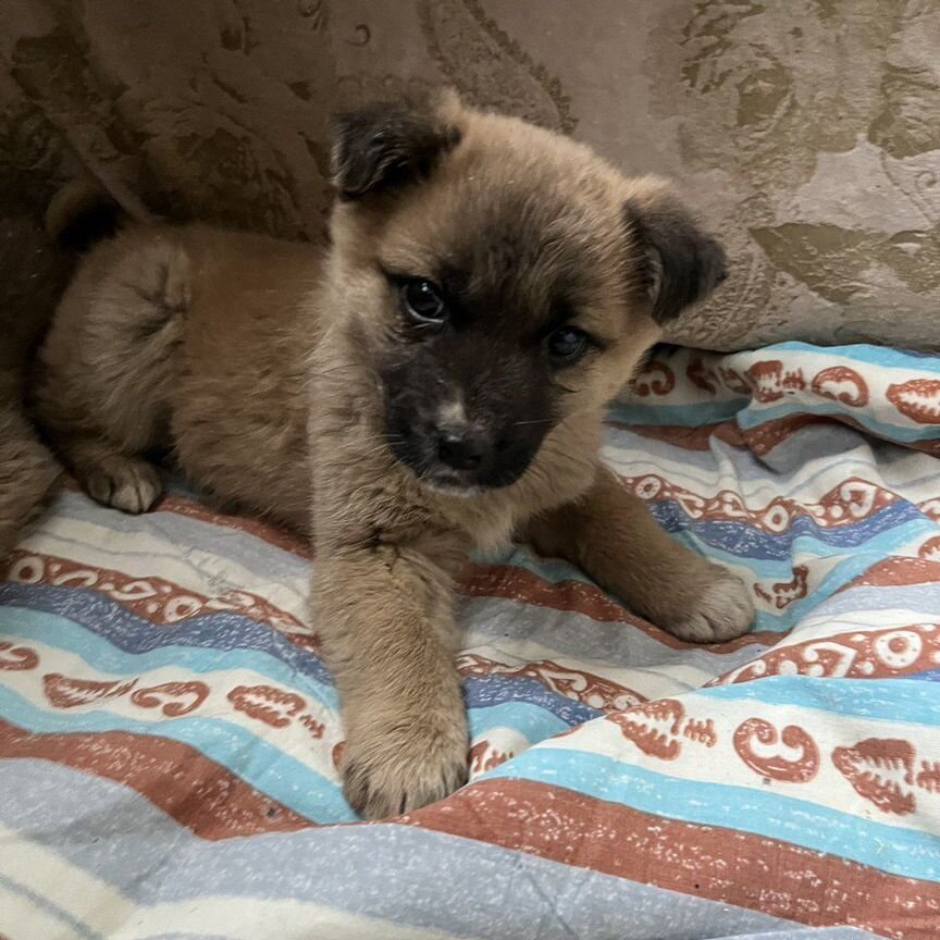 Маленький щенок в добрые руки