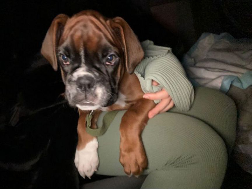 Боксер щенок (сука)