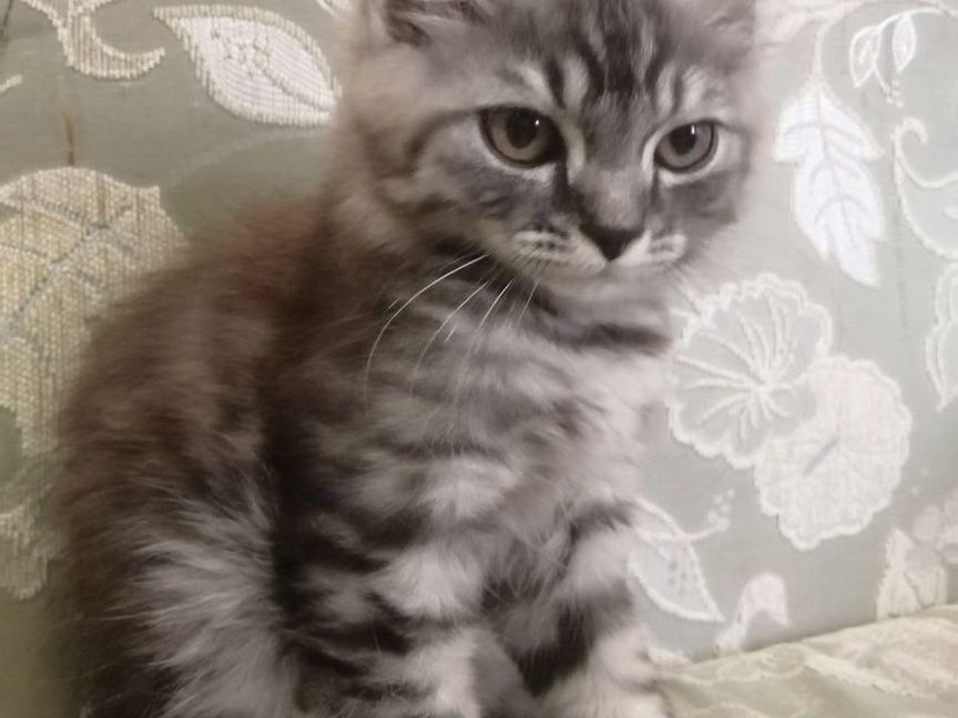Котёнок