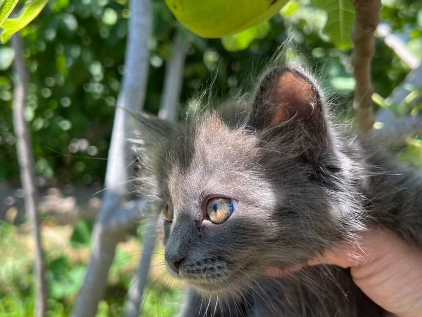 Кошки