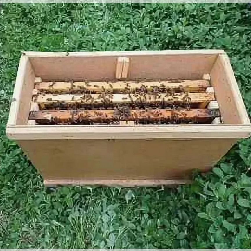 Пчелопакеты бакфаст