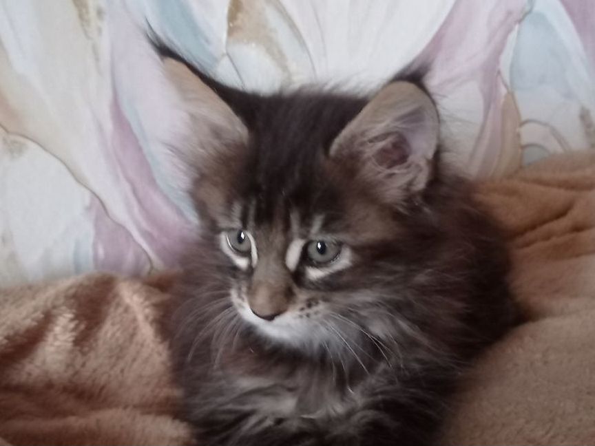 Котята мейн-кун