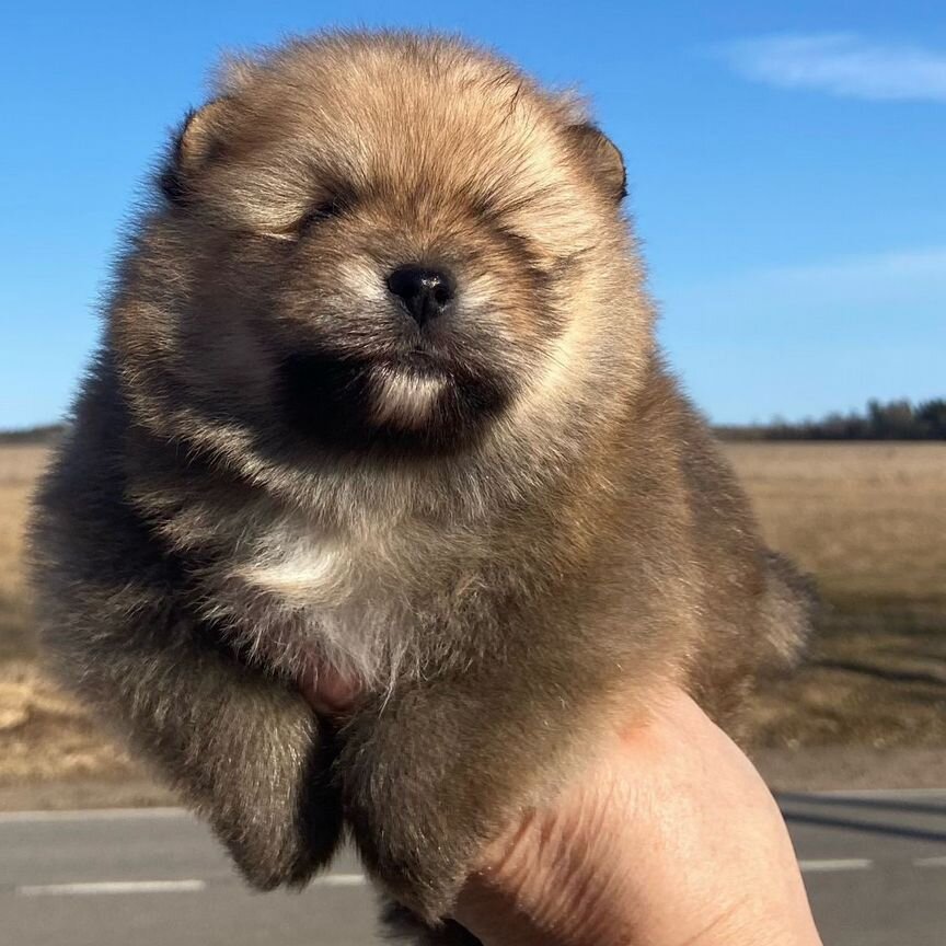 Померанский шпиц, щенок