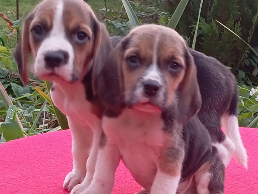 Бигль - весёлые малыши (РКФ)