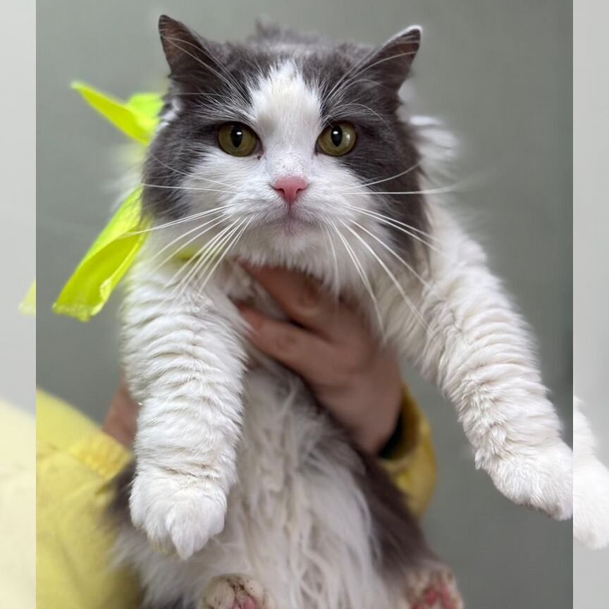 Кошка ищет дом