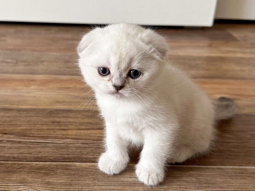 Шотландская вислоухая