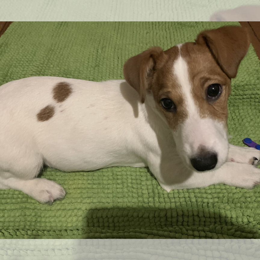 Джек-рассел-терьер, щенок