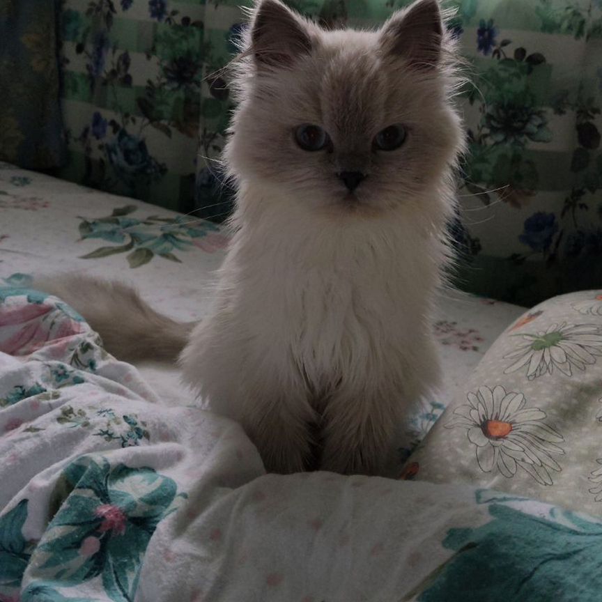 Сиамская, взрослая кошка