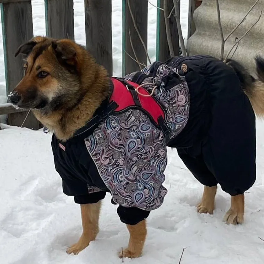 Собака в добрые руки отдам бесплатно