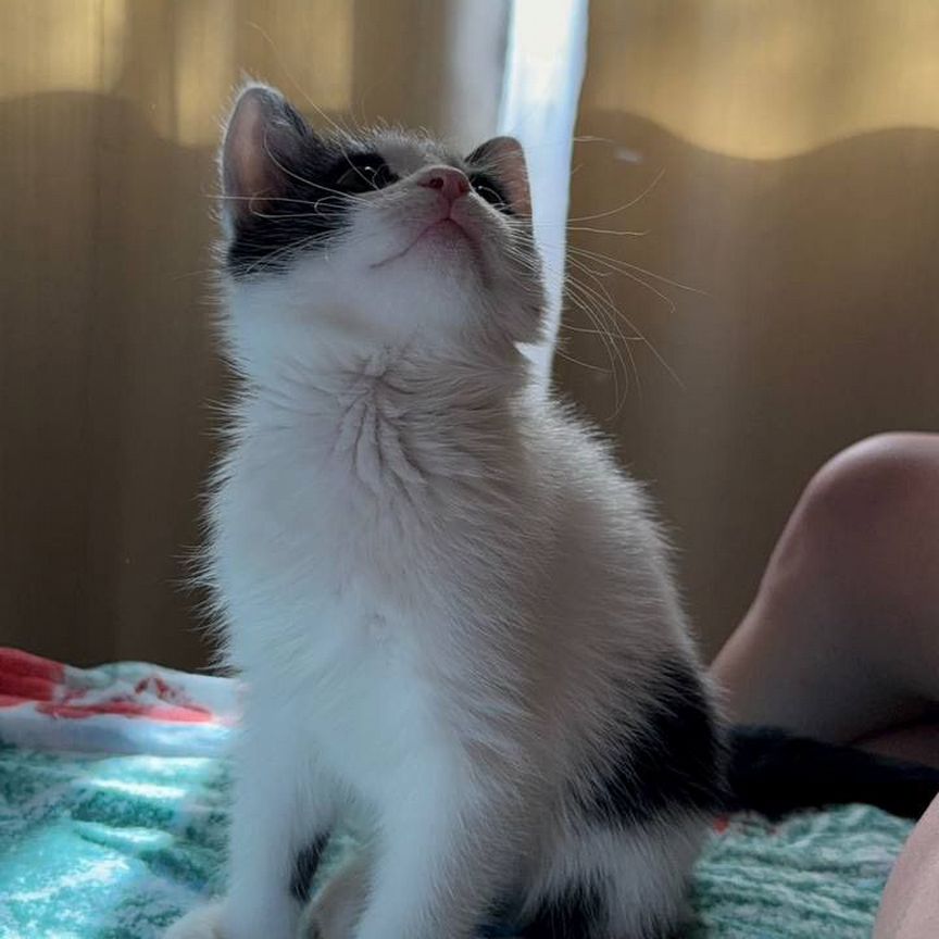 Котята в добрые руки бесплатно девочка