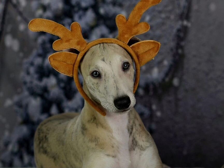Щенки уиппета